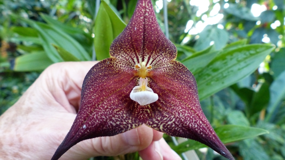 21 Spooky Plants Perfect for Halloween