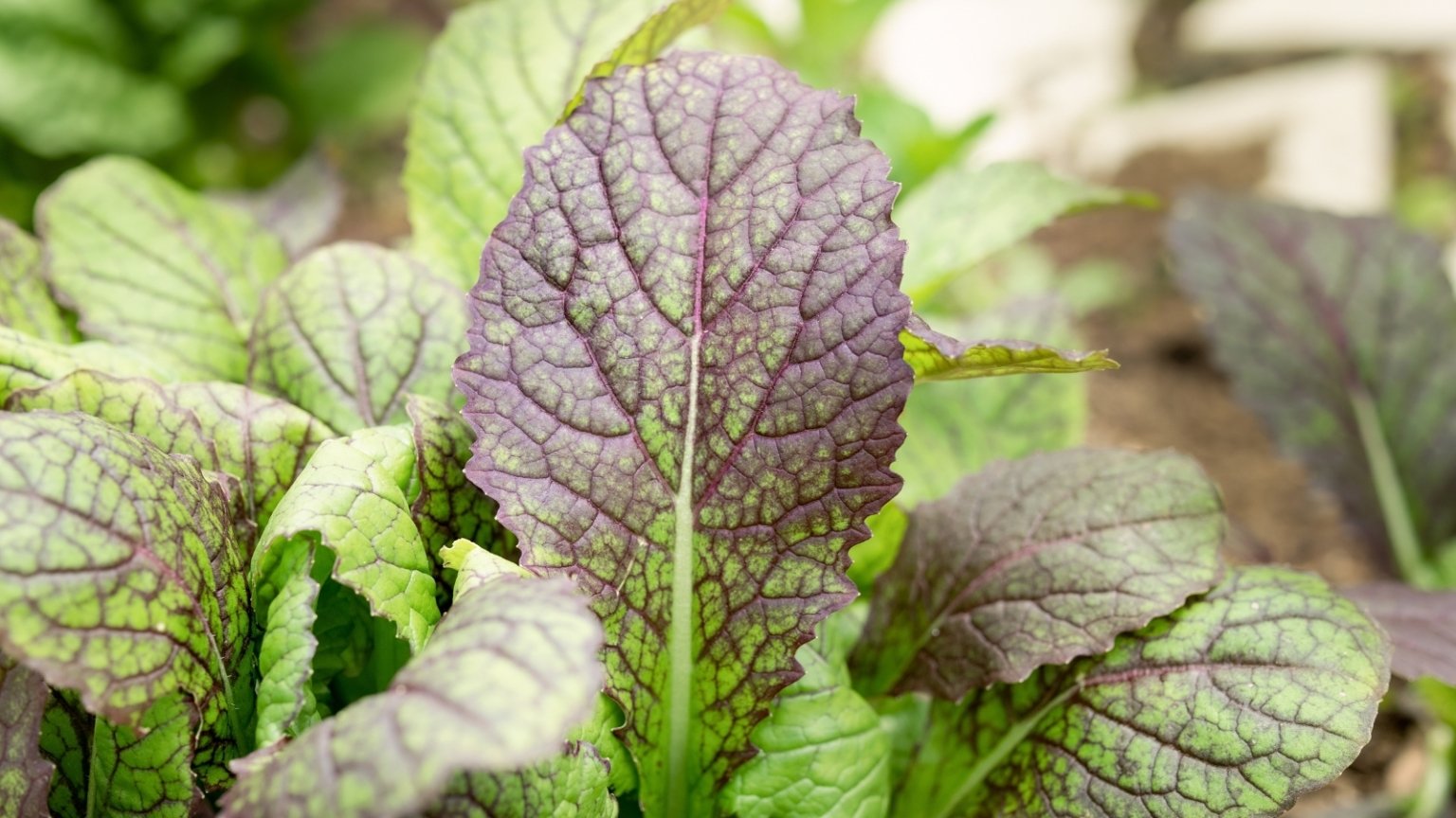 15 Mustard Green Varieties You Can Plant in Fall