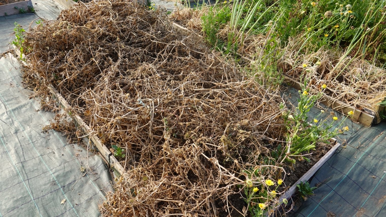 Should You Pull Up Annuals or Leave Them to Decompose in the Garden?