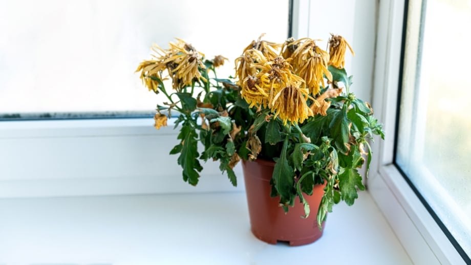 9 Mum Diseases and How to Treat Them