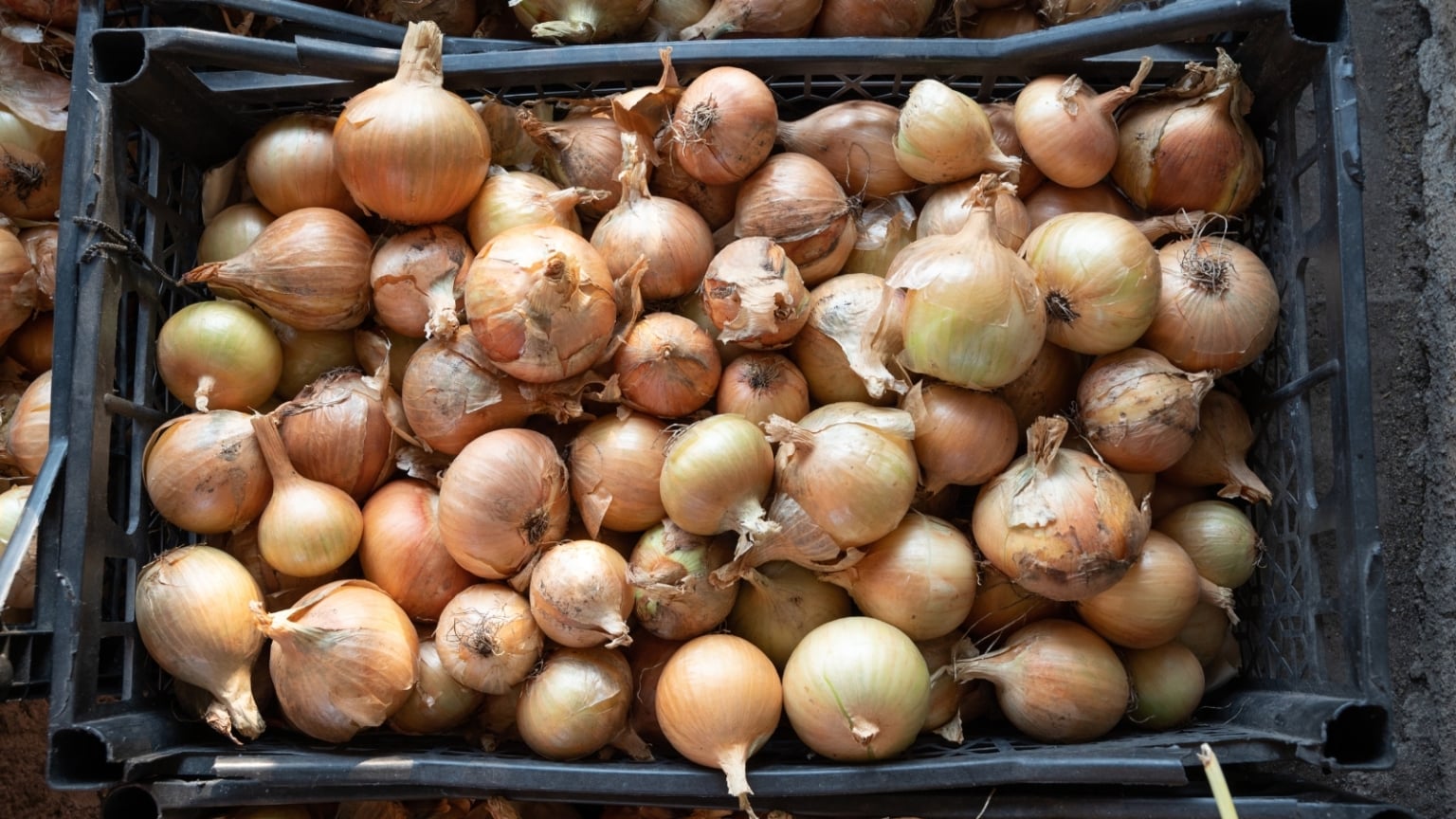 When and How to Harvest Homegrown Onions