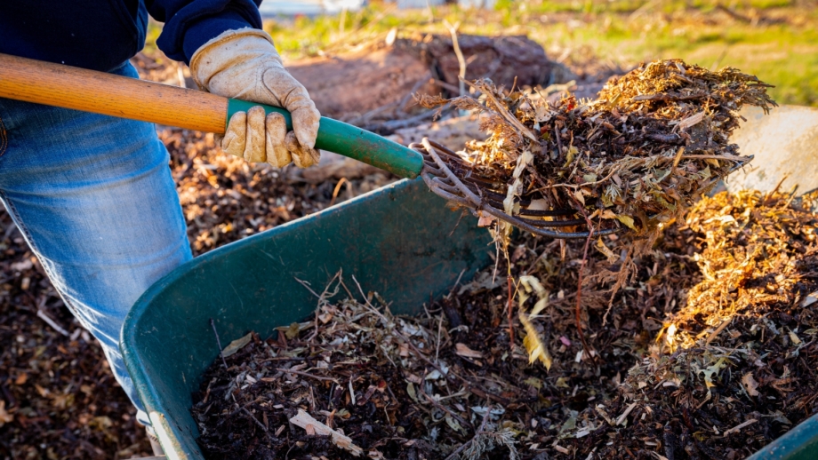 How to Grow Your Own Backyard Survival Garden: A Beginner's Guide
