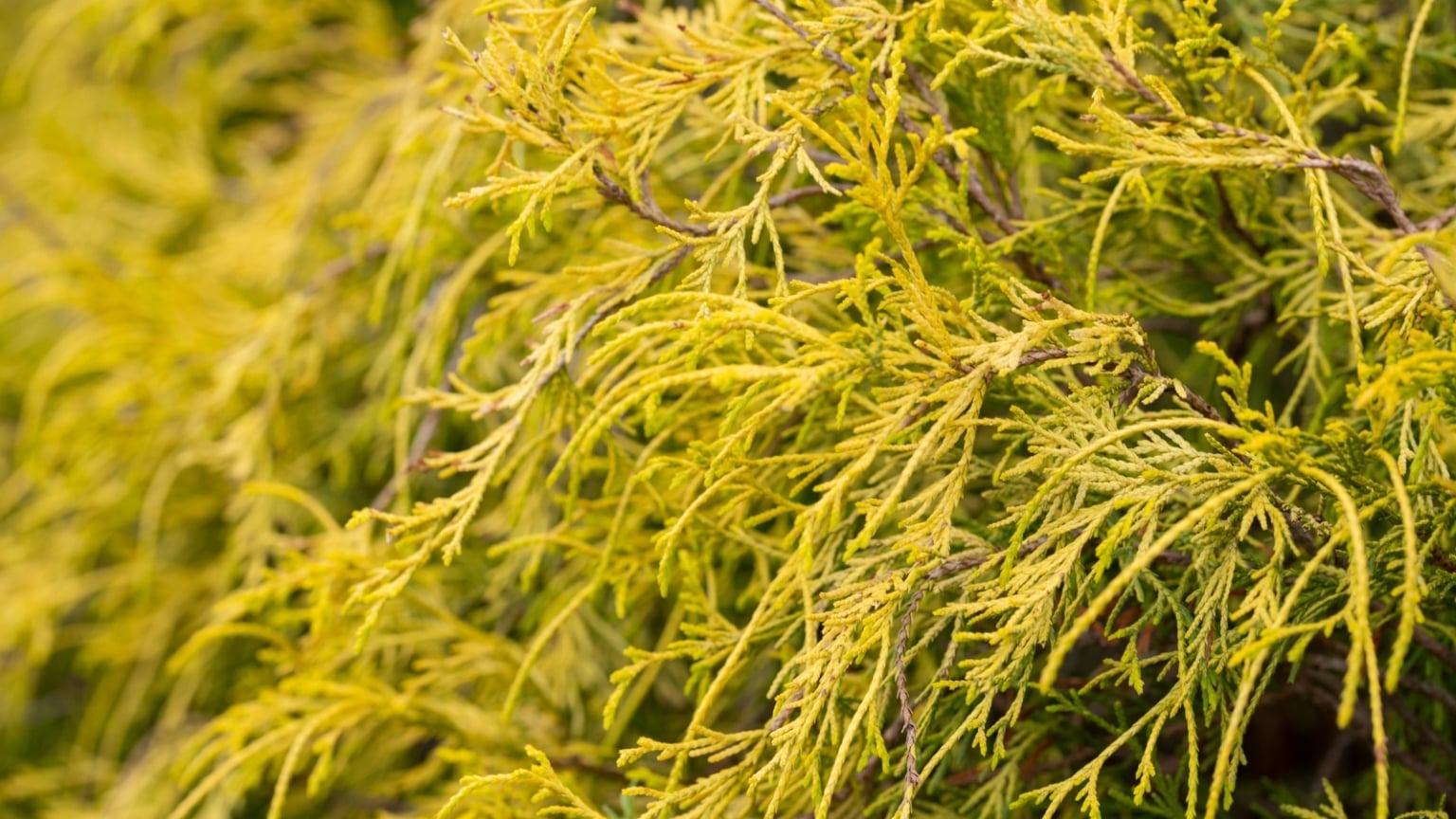 21 Evergreen Trees and Shrubs You Can Grow in Pots and Containers