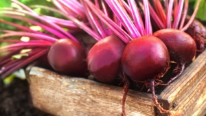 When to Harvest Beets for The Best Flavor