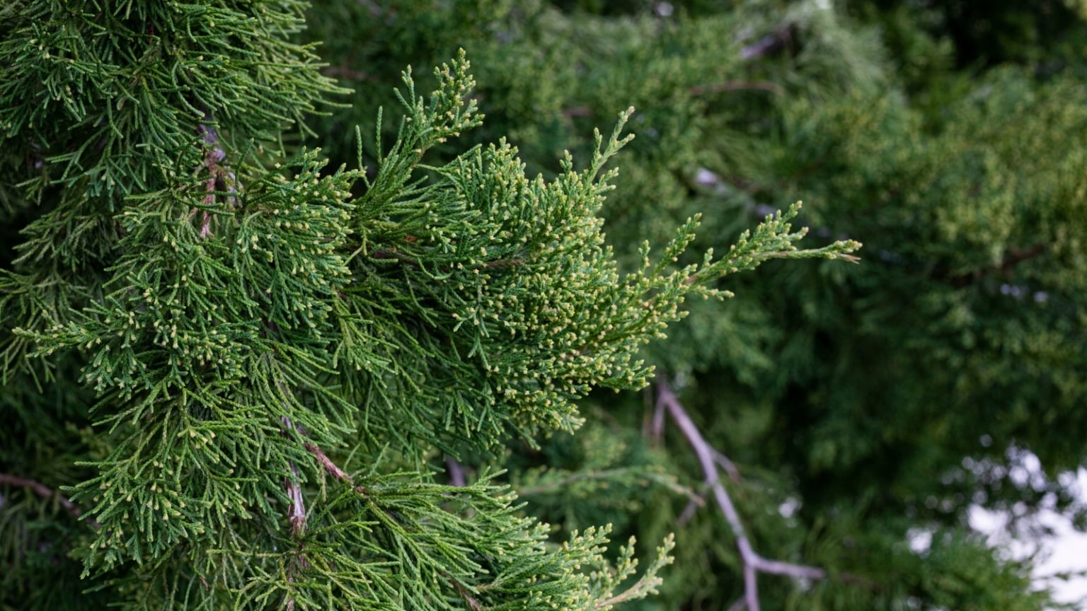 Foraging for Food: 10 Useful Plants to Look For