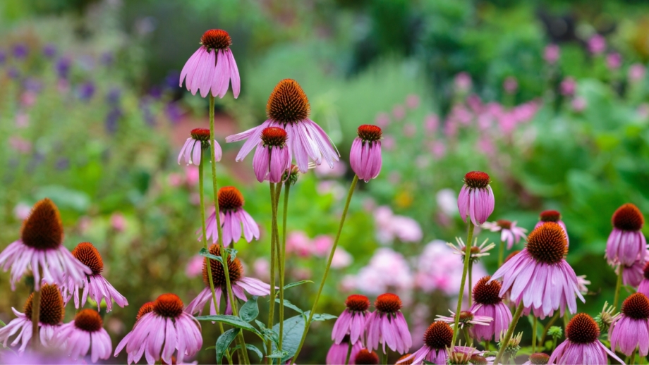 21 Perennials You Shouldn't Cut Back in Fall