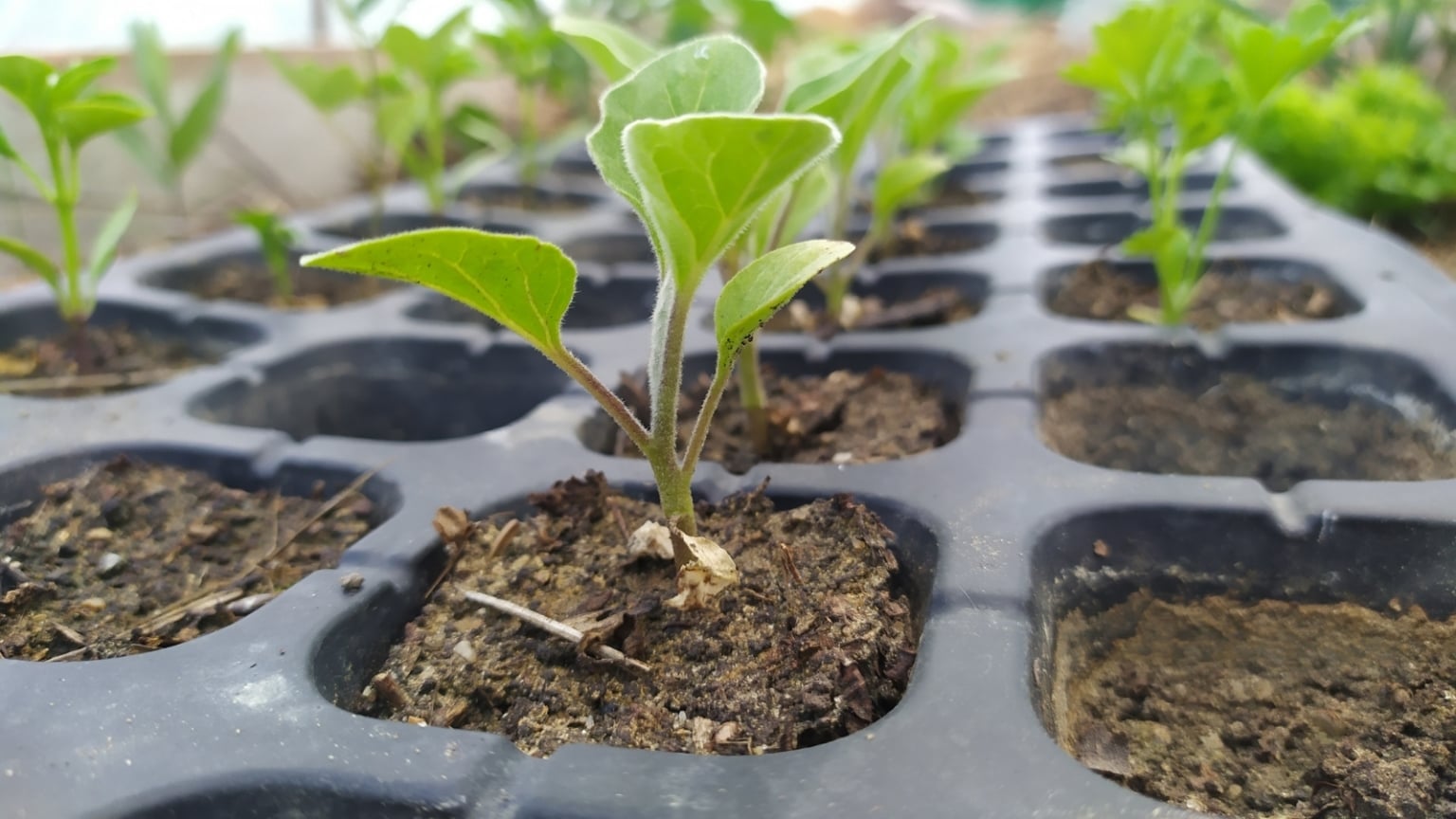 How to Plant, Grow, and Care for Pumpkin-On-a-Stick