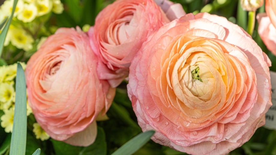 15 Ranunculus Varieties to Plant This Fall
