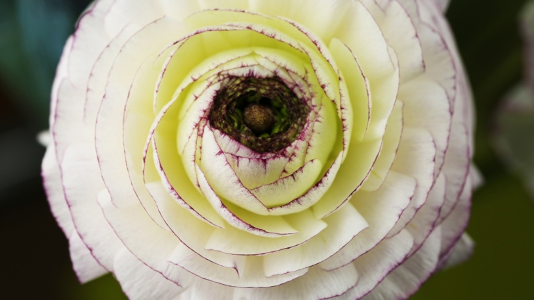 15 Ranunculus Varieties to Plant This Fall