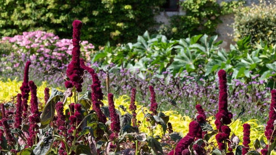 17 Showy Amaranth Varieties that Shine in Fall Arrangements