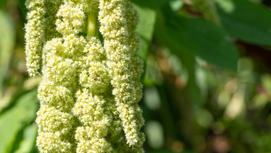 17 Showy Amaranth Varieties that Shine in Fall Arrangements