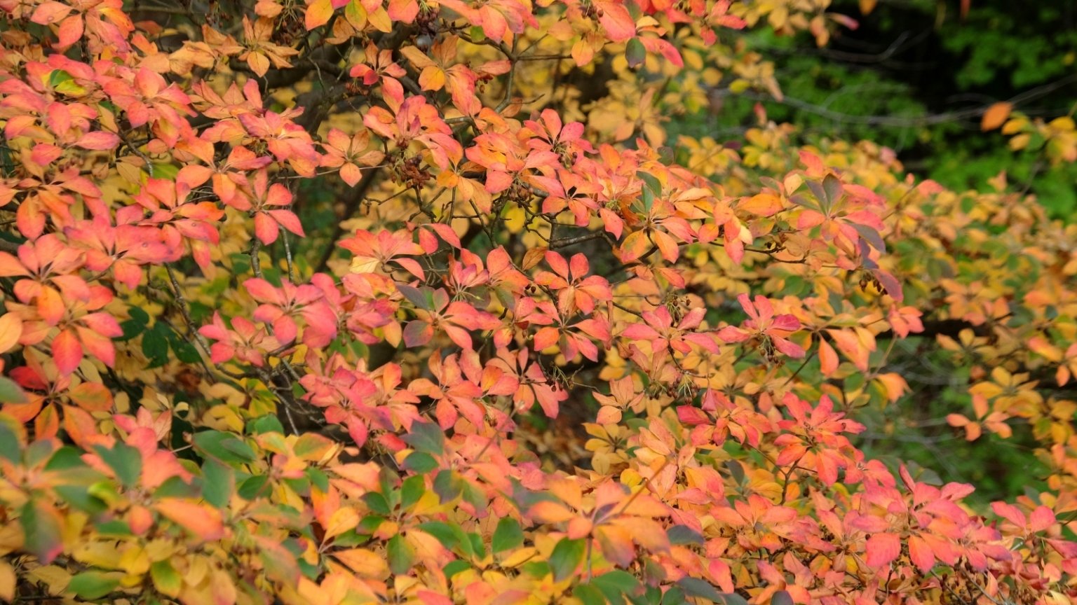 19 Shrubs With Fabulous Fall Color