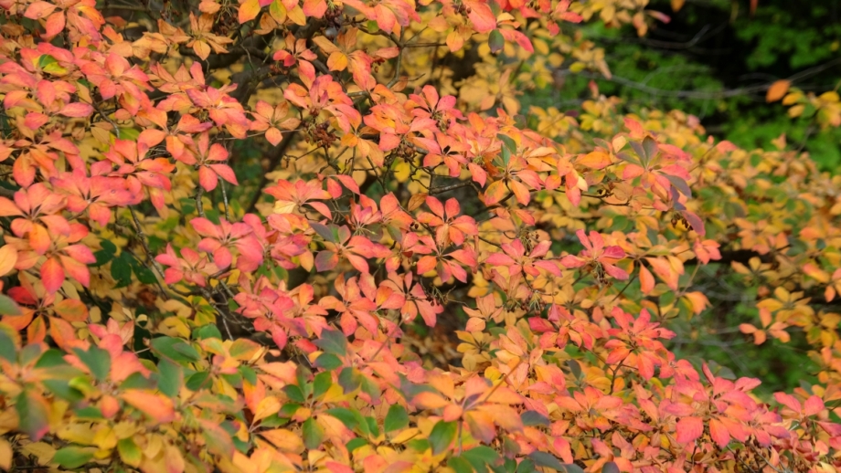 19 Shrubs With Fabulous Fall Color