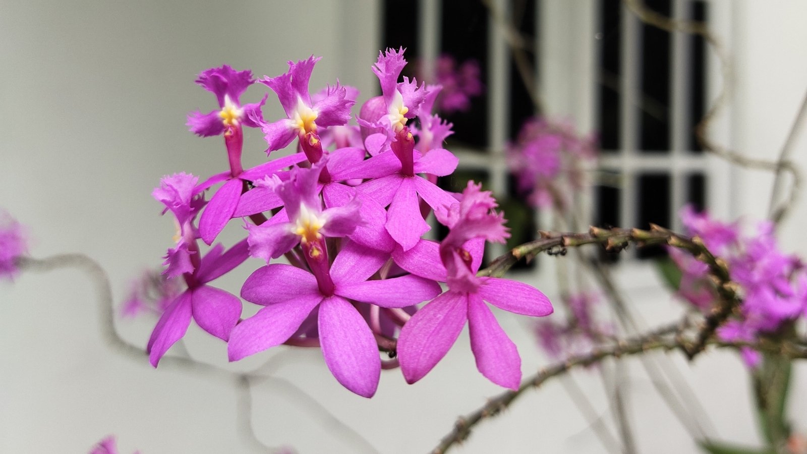 11 Orchids With Nearly Constant Blooms – Nature's Gateway