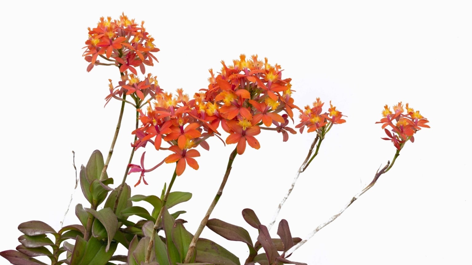 Where Should You Put Your Orchid? 5 Tips for Finding the Right Spot