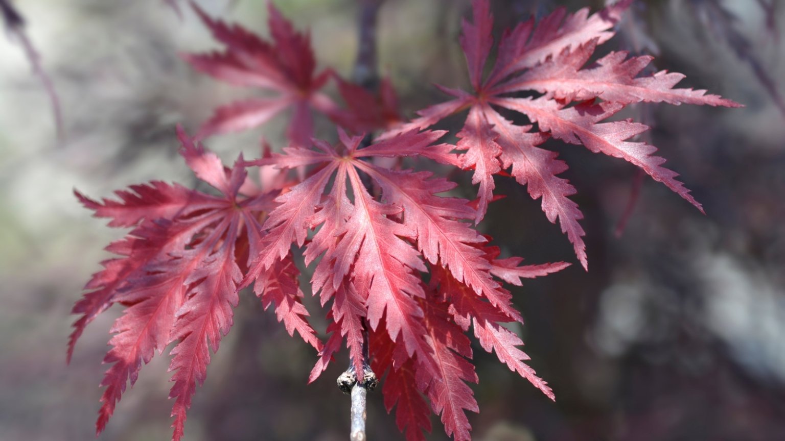41 Plants Perfect for a Dramatic Goth Garden