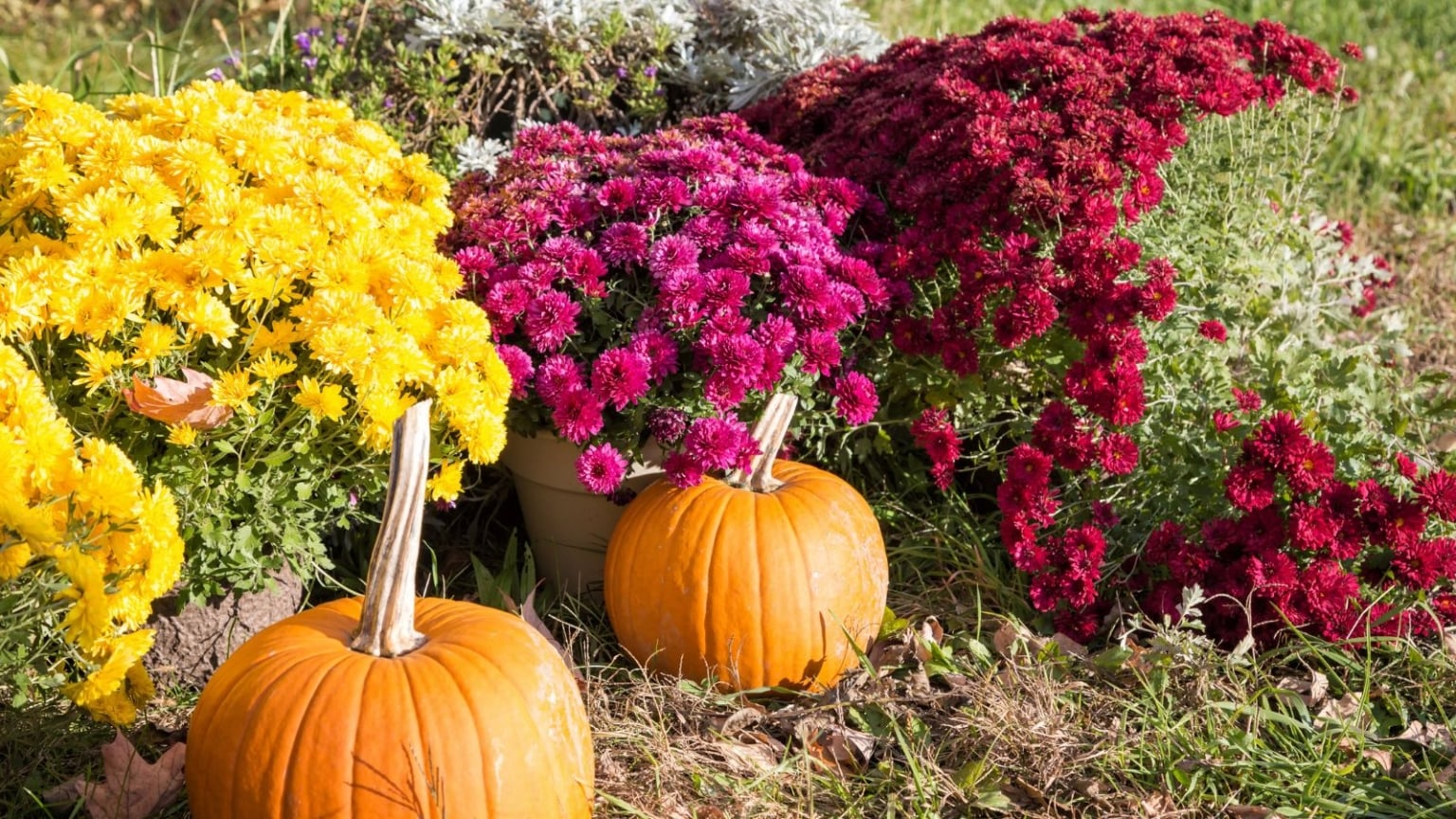 11 Tips for Getting the Most Out of Your Fall Blooms