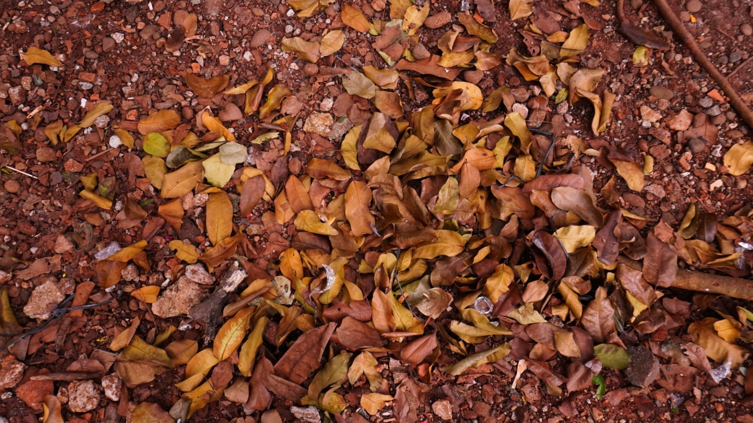 9 Easy Ways to Improve Your Soil