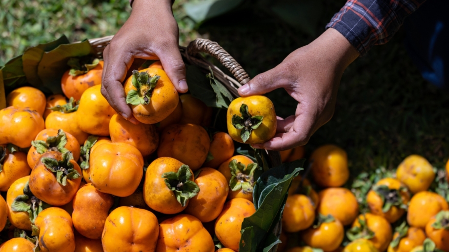 The Ideal Time to Harvest Persimmons: 5 Expert Tips
