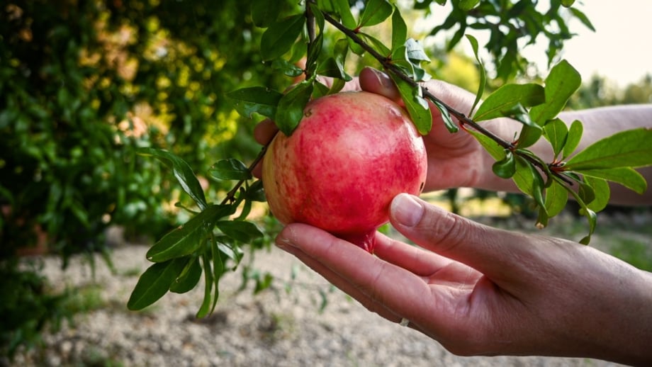 5 Signs Your Pomegranates Are Ripe and Ready To Harvest