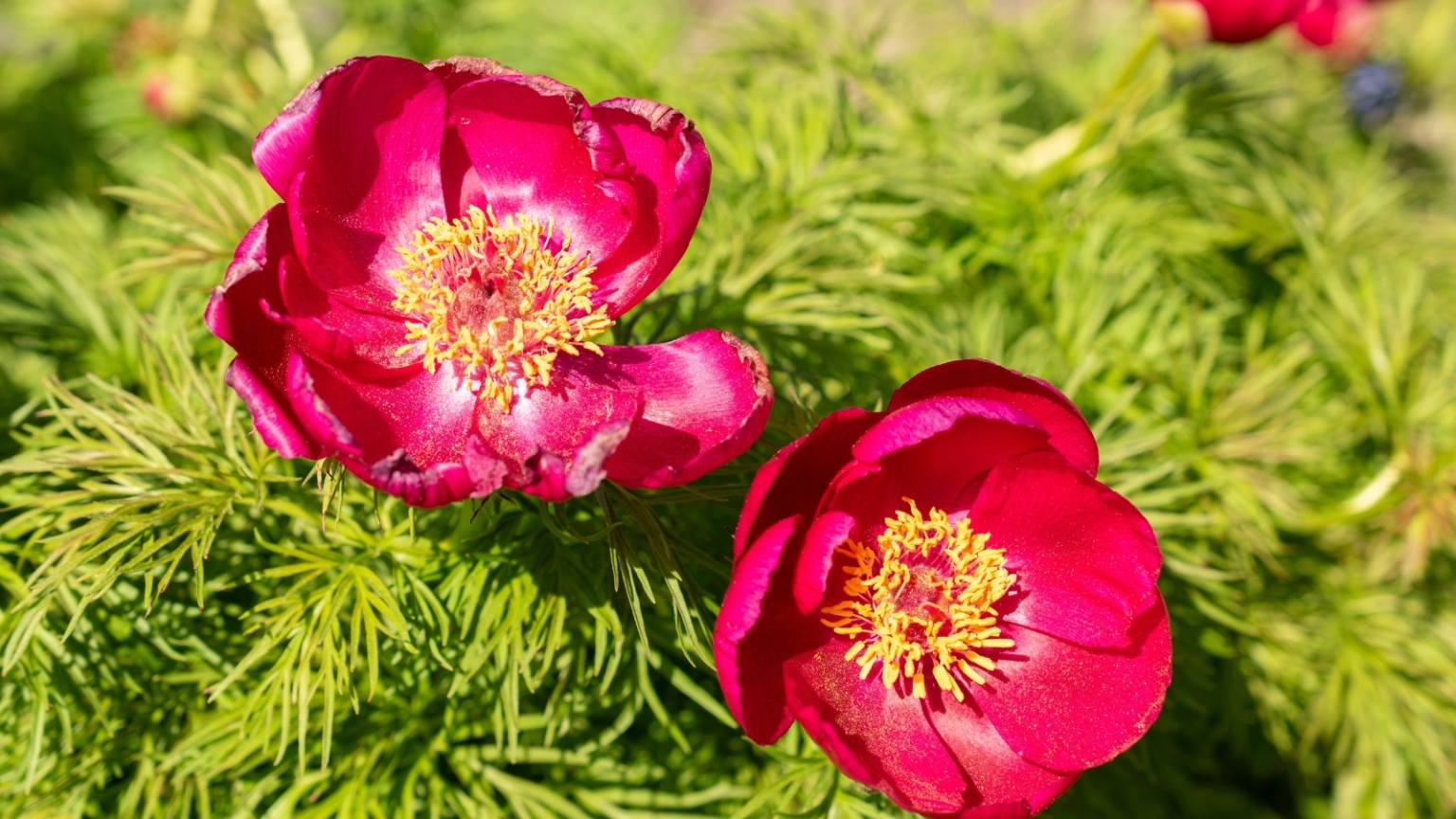 15 Peony Varieties to Plant in October