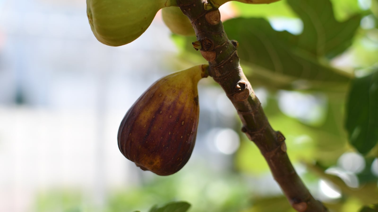 11 Fruit Tree Varieties You Can Plant in November