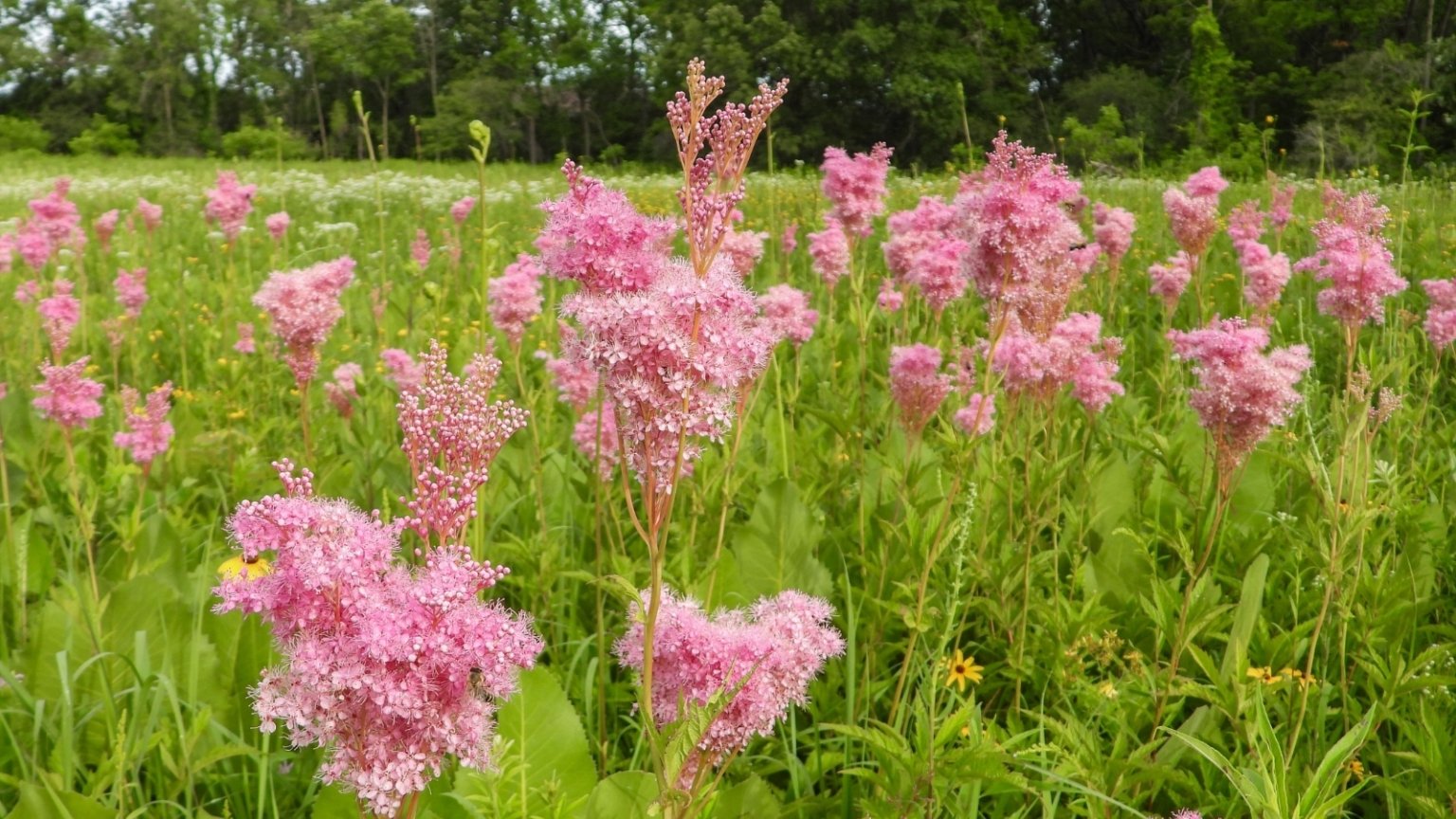 How to Plant, Grow, and Care for Queen of the Prairie