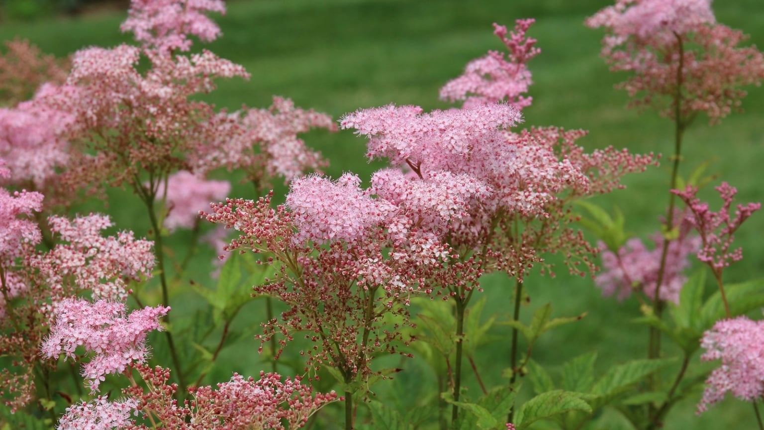 How to Plant, Grow, and Care for Queen of the Prairie