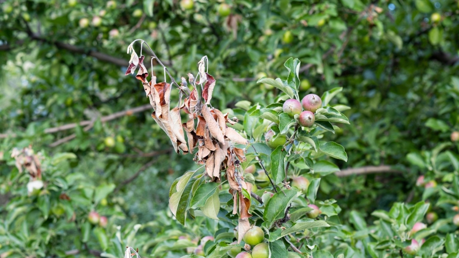 9 Common Apple Tree Diseases: ID, Prevention, and Treatment