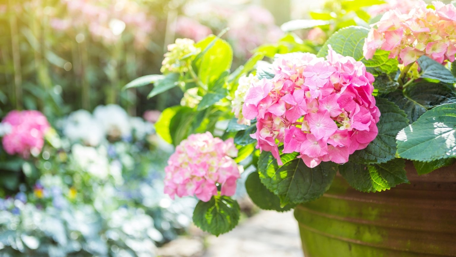 How to Winterize Potted Hydrangeas in 7 Steps