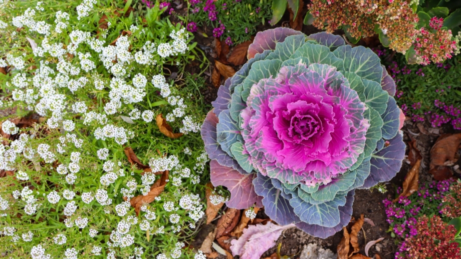 How to Plant, Grow, and Care for 'Osaka Pink' Cabbage