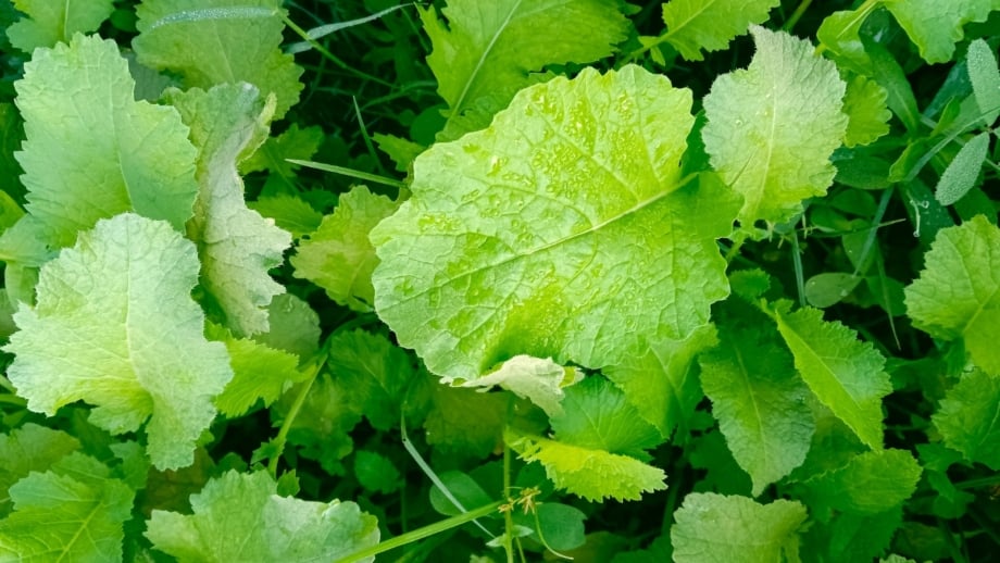 15 Mustard Green Varieties You Can Plant in Fall