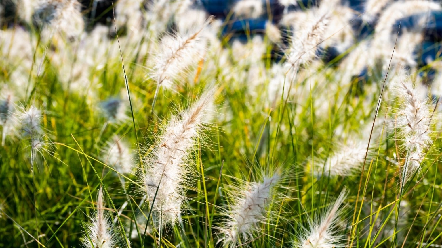 13 Ornamental Grasses That are Spectacular in Fall