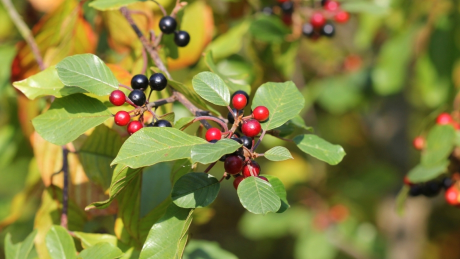 11 Invasive Plants You Should Remove in Fall