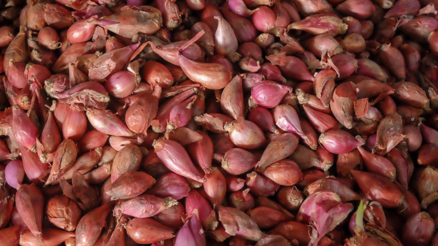 How and When to Plant Shallots in the Garden