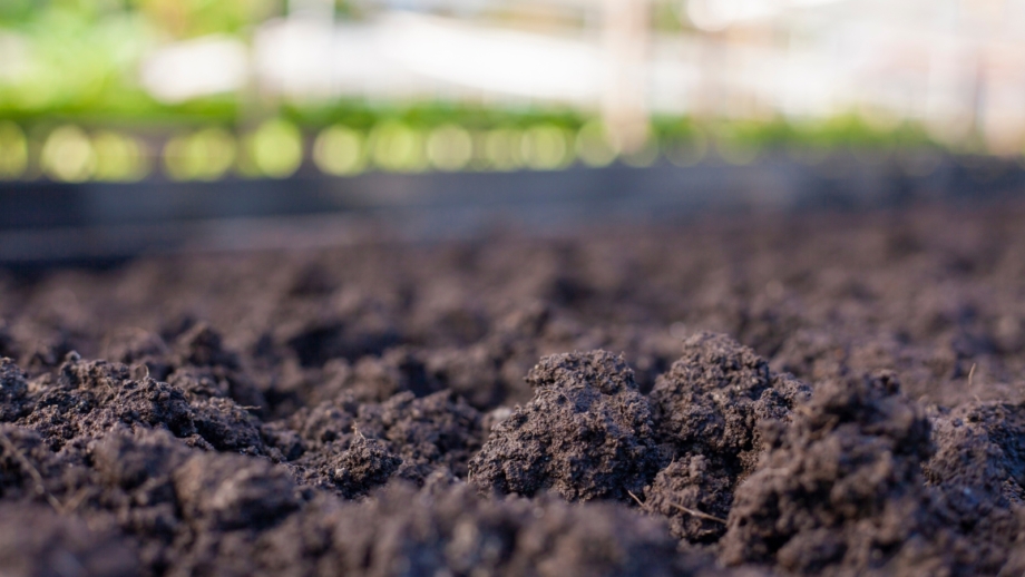 How to Plant, Grow, and Care for Queen of the Prairie
