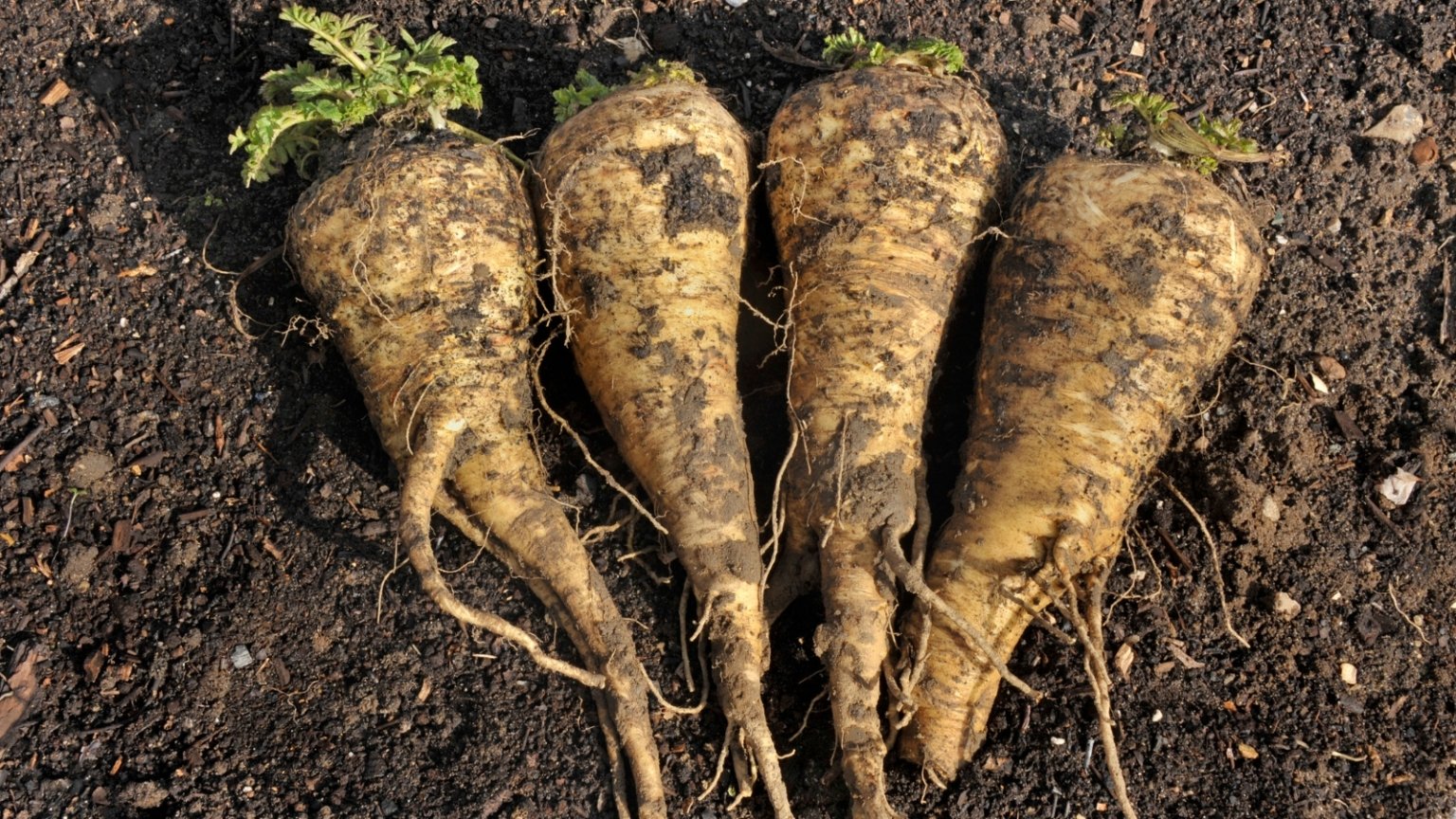 5 Signs It's Time to Harvest Your Parsnips