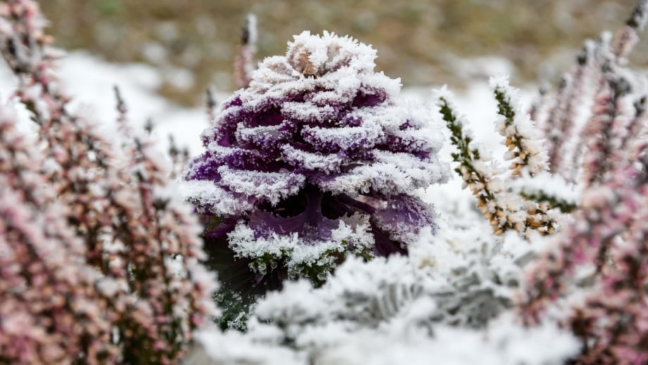 How to Plant, Grow, and Care for 'Osaka Pink' Cabbage