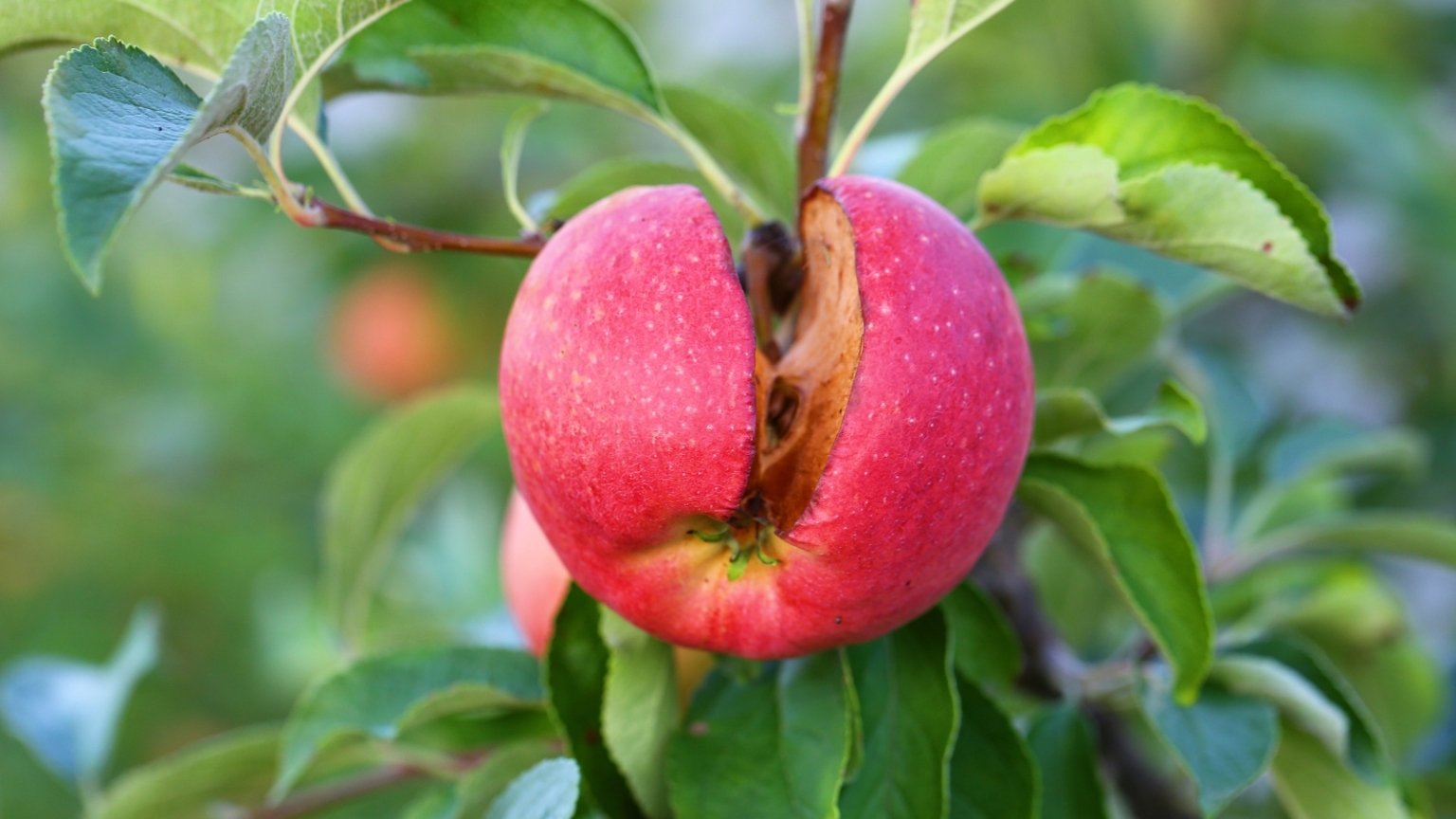 9 Common Apple Tree Diseases: ID, Prevention, and Treatment