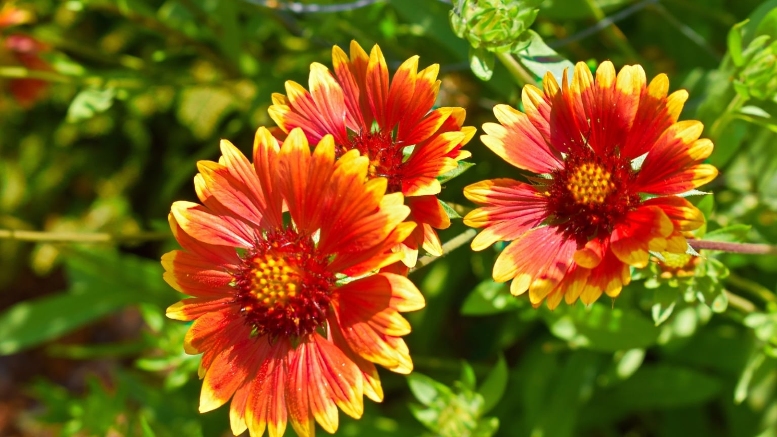 21 Native Wildflowers for Colorado Gardens