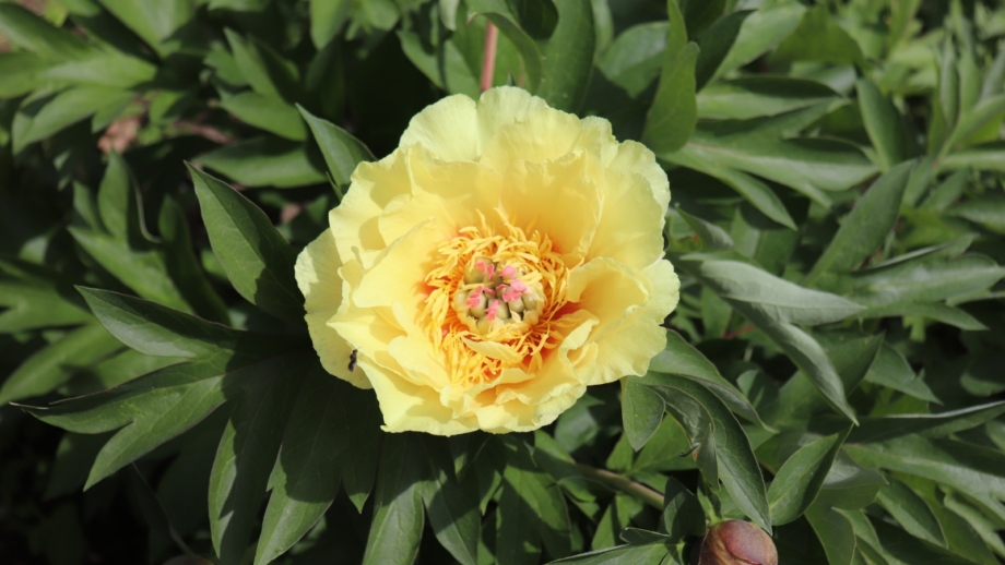15 Peony Varieties to Plant in October