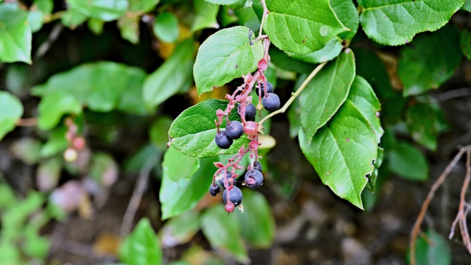 13 Berry Bushes You Can Plant in November