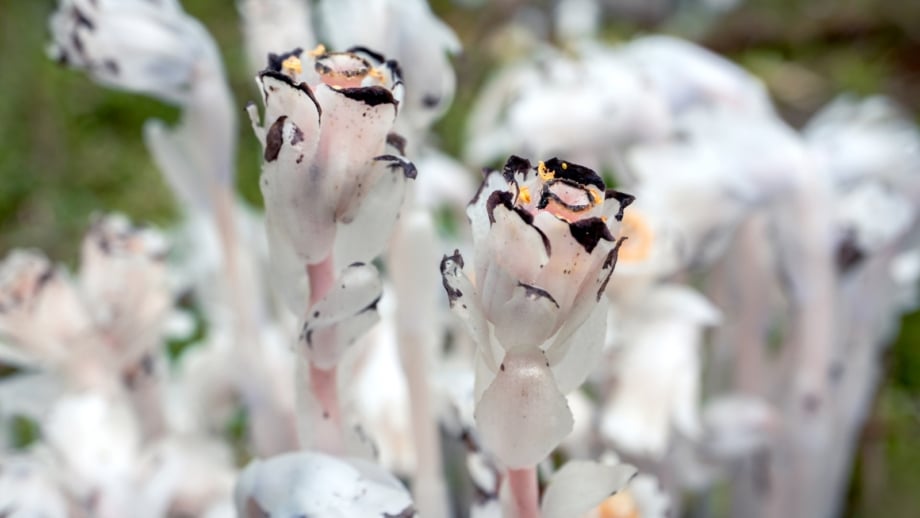 21 Spooky Plants Perfect for Halloween