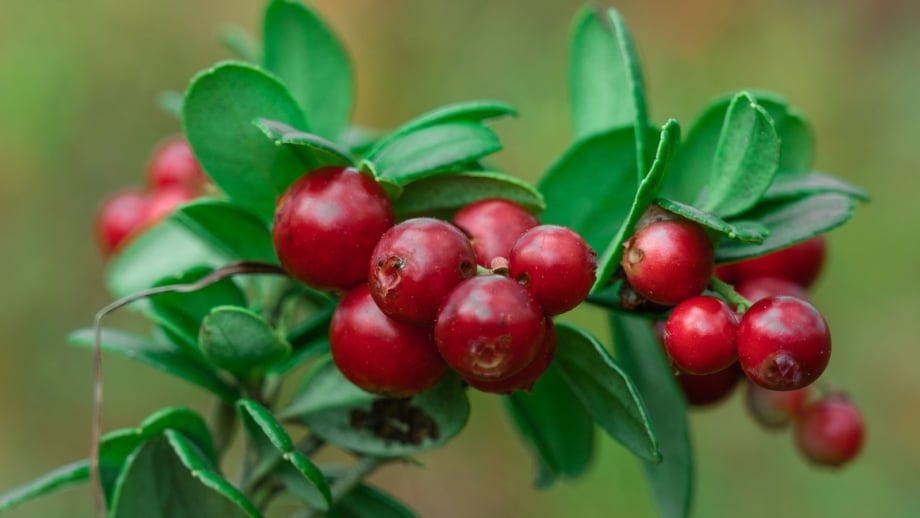 How to Plant, Grow, and Care for Cranberry Plants