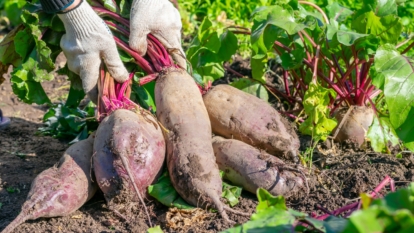 When to Harvest Beets for The Best Flavor