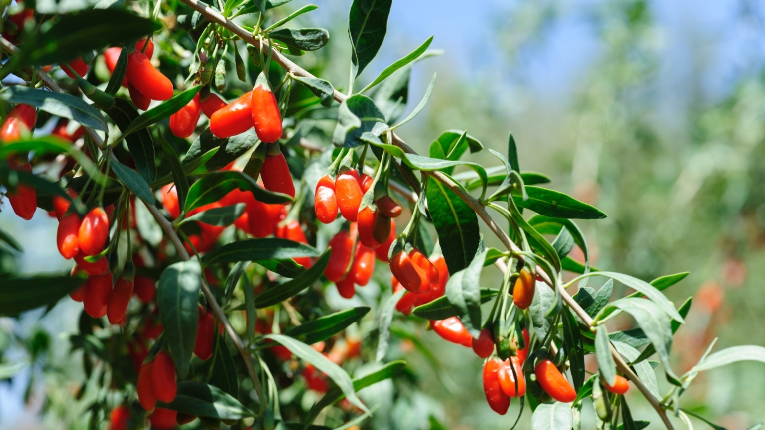 6 Berry Bushes to Plant in February