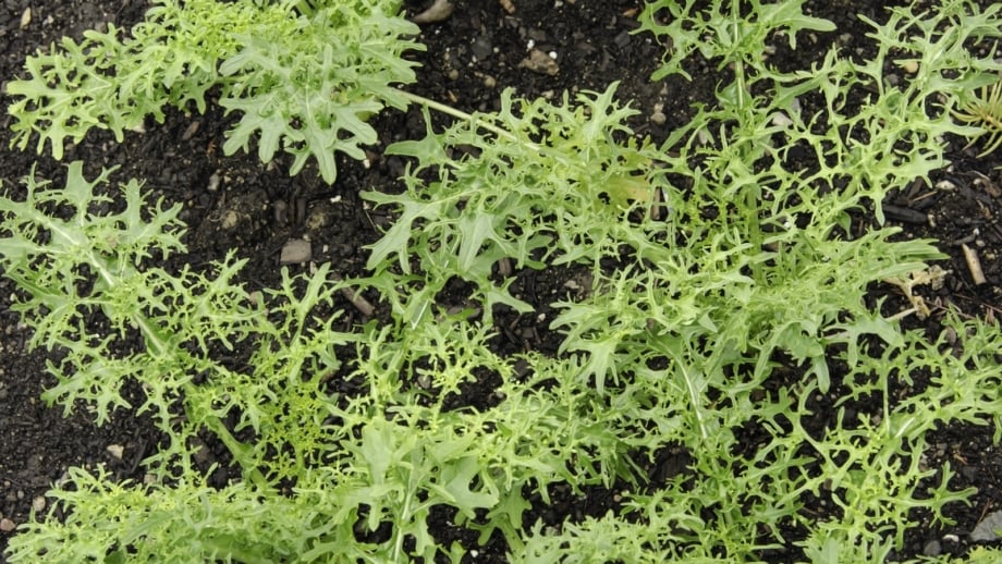 15 Mustard Green Varieties You Can Plant in Fall