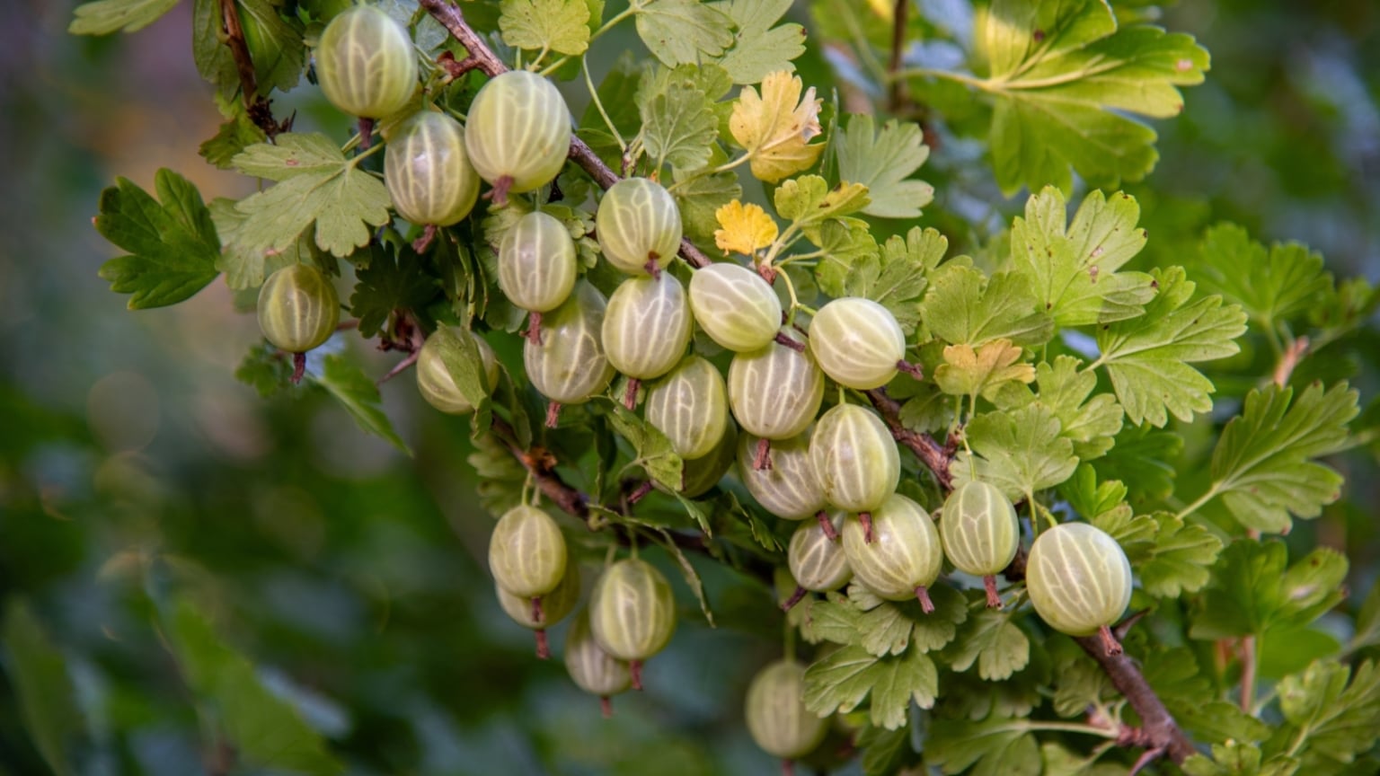 When and How to Fertilize Berries in Pots and Containers