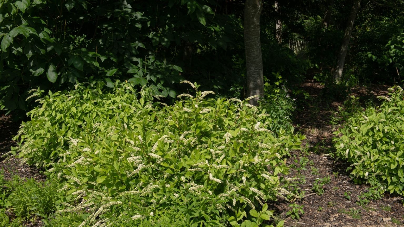 How to Plant, Grow, and Care for Sweetspire (Itea) Shrubs