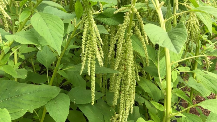 17 Showy Amaranth Varieties that Shine in Fall Arrangements
